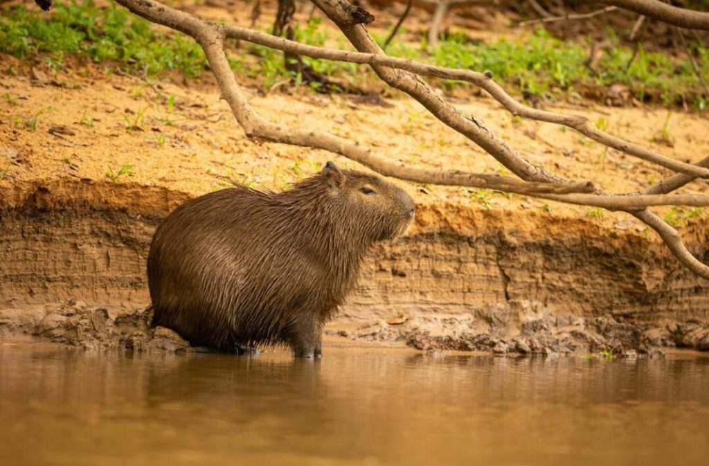 Día de Apreciación del Capibara o Carpincho – Puebla es Verde